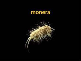 MONERA-PROTISTA lengkap kelas 7 .pptx