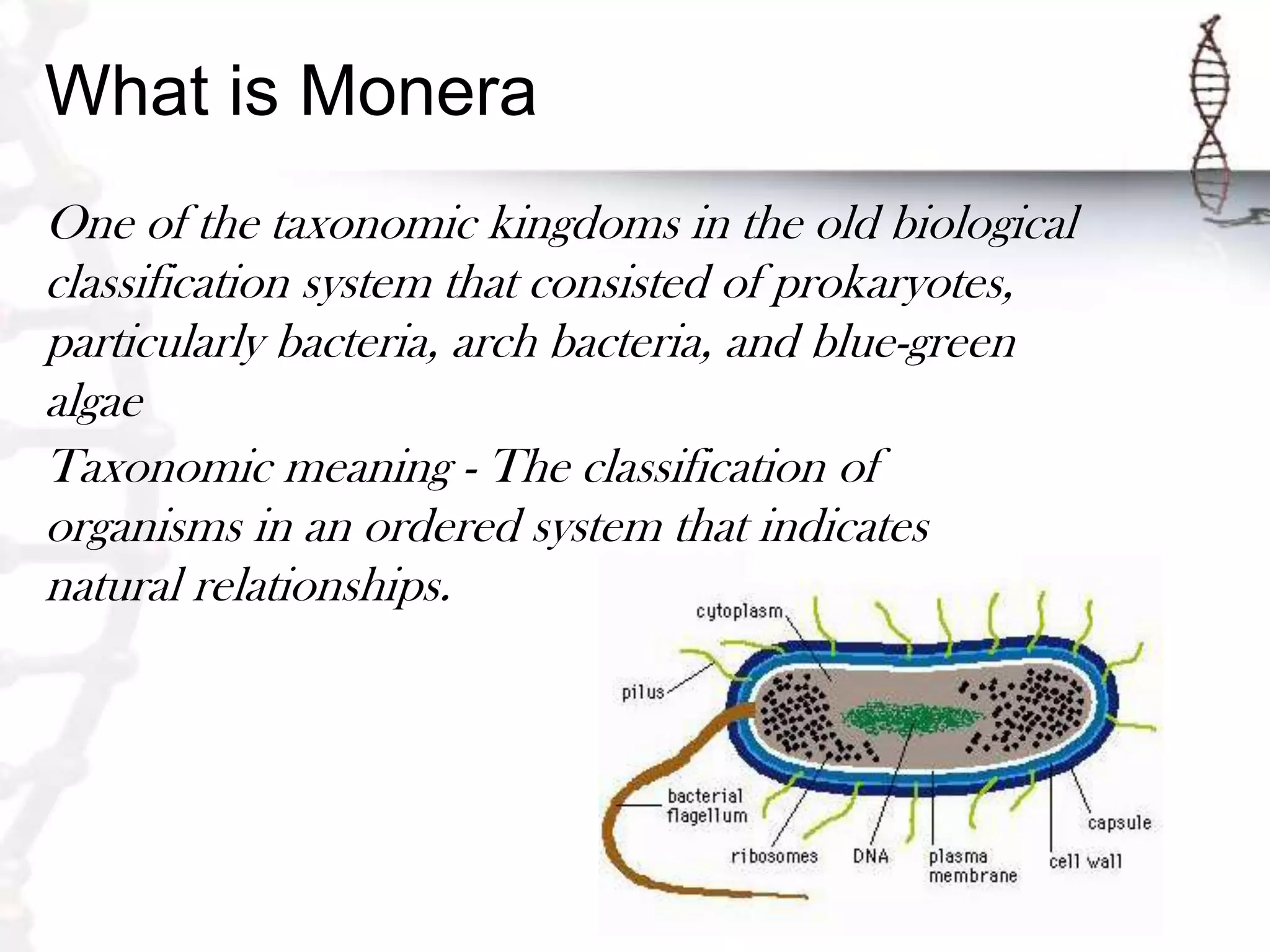 Monera and protista | PPTX