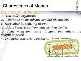 Monera and protista | PPTX