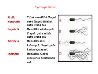 Monera bakteri | PPT