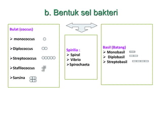 Monera bakteri | PPT