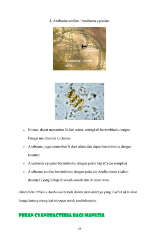 Monera cyanobacteria | DOCX