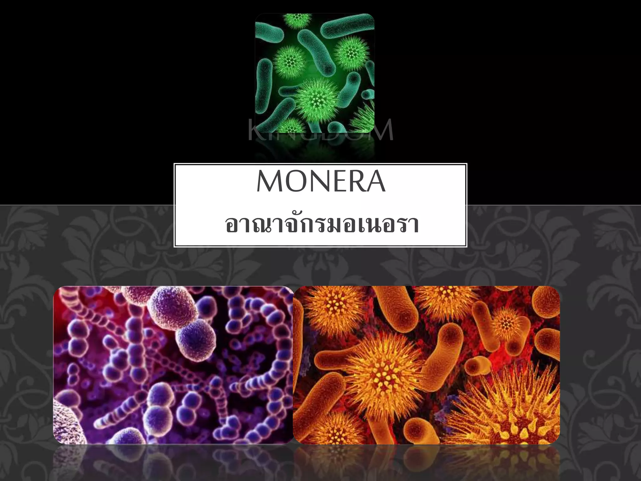 Monera kingdom | PPT