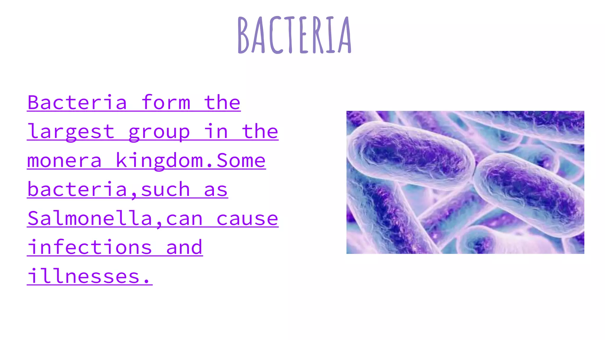 Monera kingdom | PPT