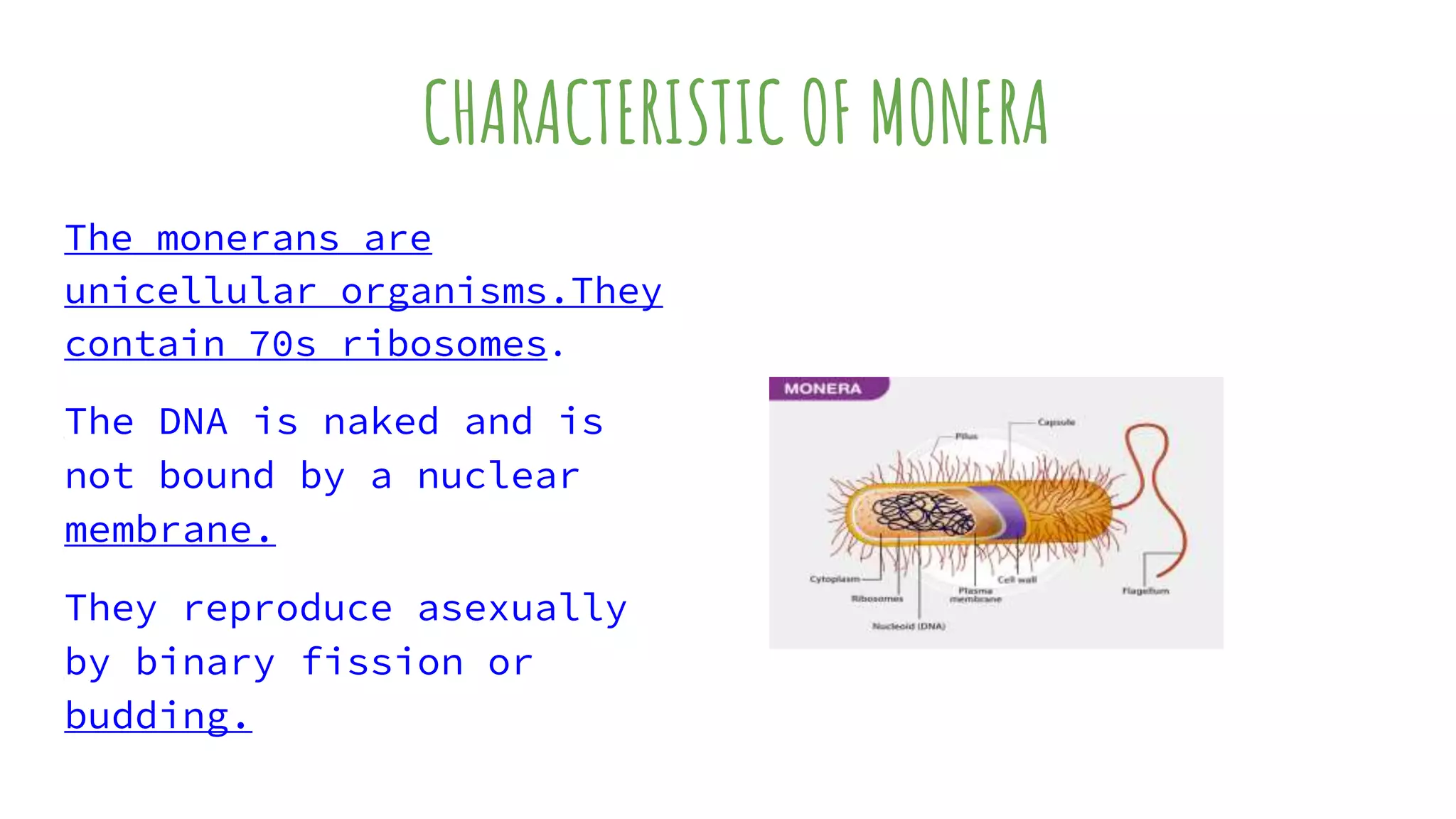 Monera kingdom | PPT