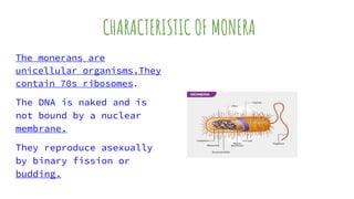 Monera kingdom | PPT