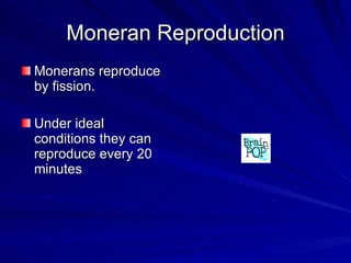 Moneran Kingdom | PPT