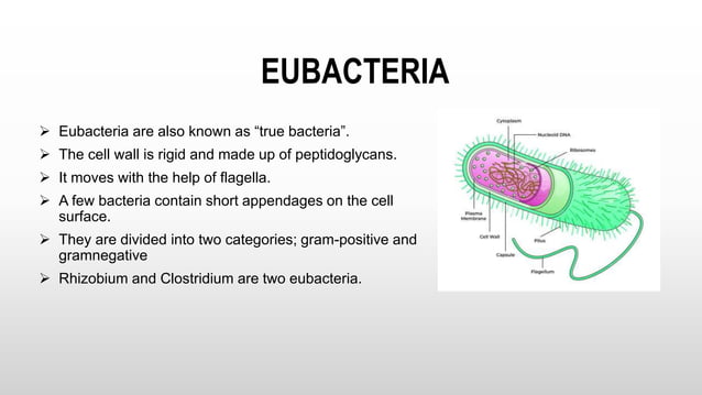 MONERAppt-1.pptx | Free Download