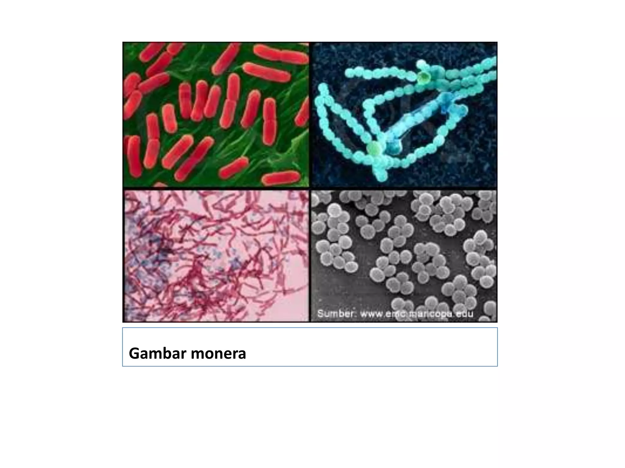 Monera , protista , fungi | PPTX