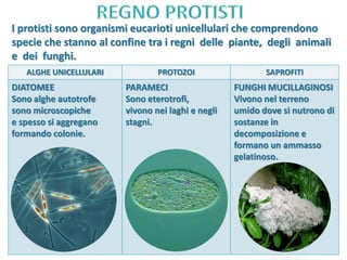 Monere e protisti | PPT