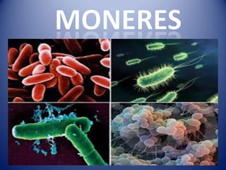 Moneres | PPTX