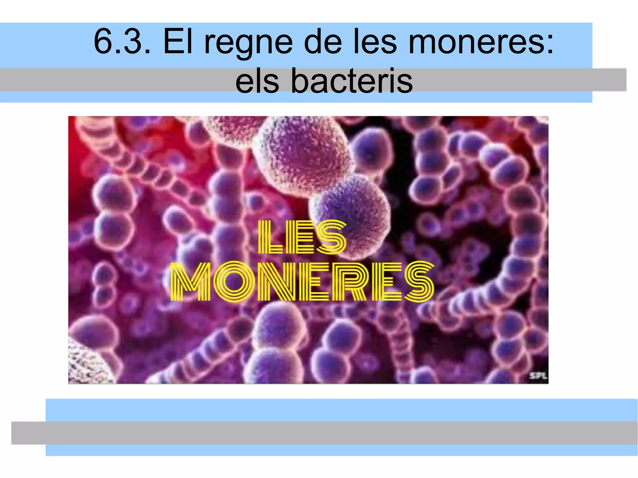 Moneres | PPT