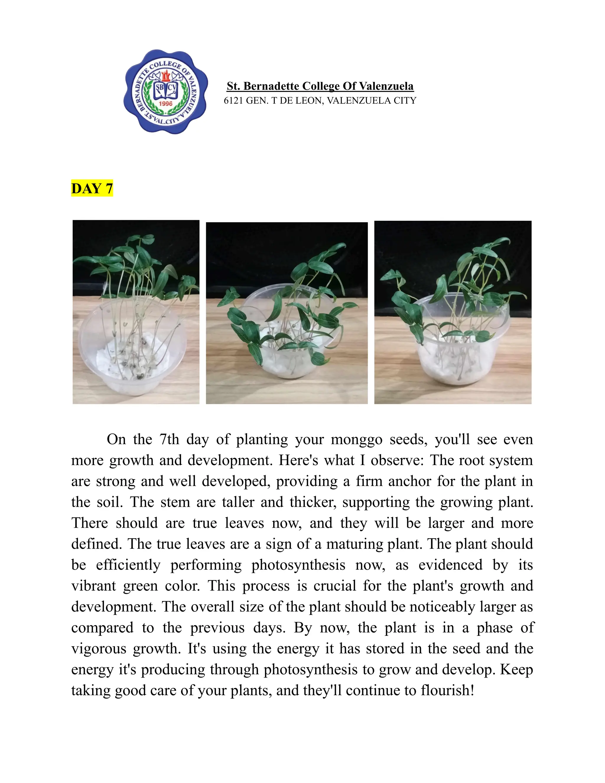Monggo Seeds Experiment Day 1 to Day 7.pdf