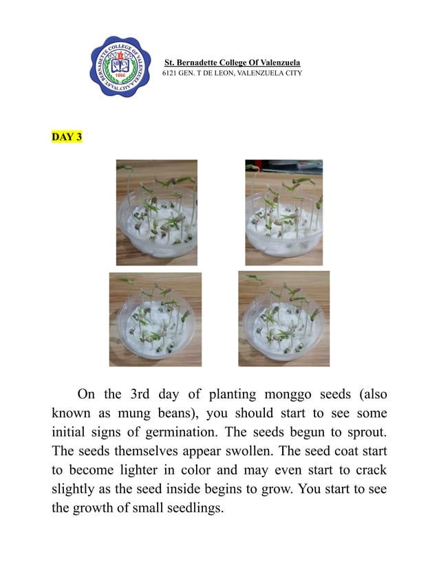 Monggo Seeds Experiment Day 1 to Day 7.pdf | Gardening | Home & Garden