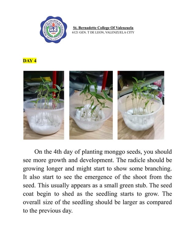 Monggo Seeds Experiment Day 1 to Day 7.pdf | Gardening | Home & Garden