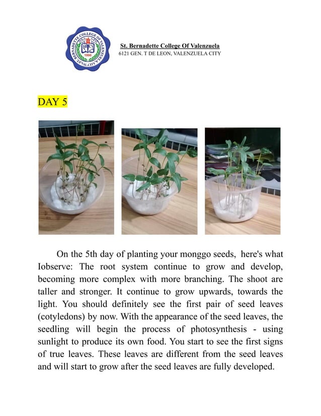 Monggo Seeds Experiment Day 1 to Day 7.pdf | Gardening | Home & Garden