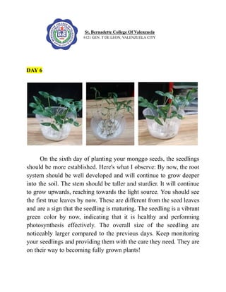 Monggo Seeds Experiment Day 1 to Day 7.pdf