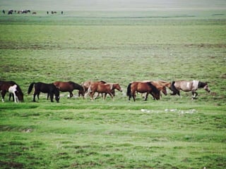 Mongol Empire | PPTX