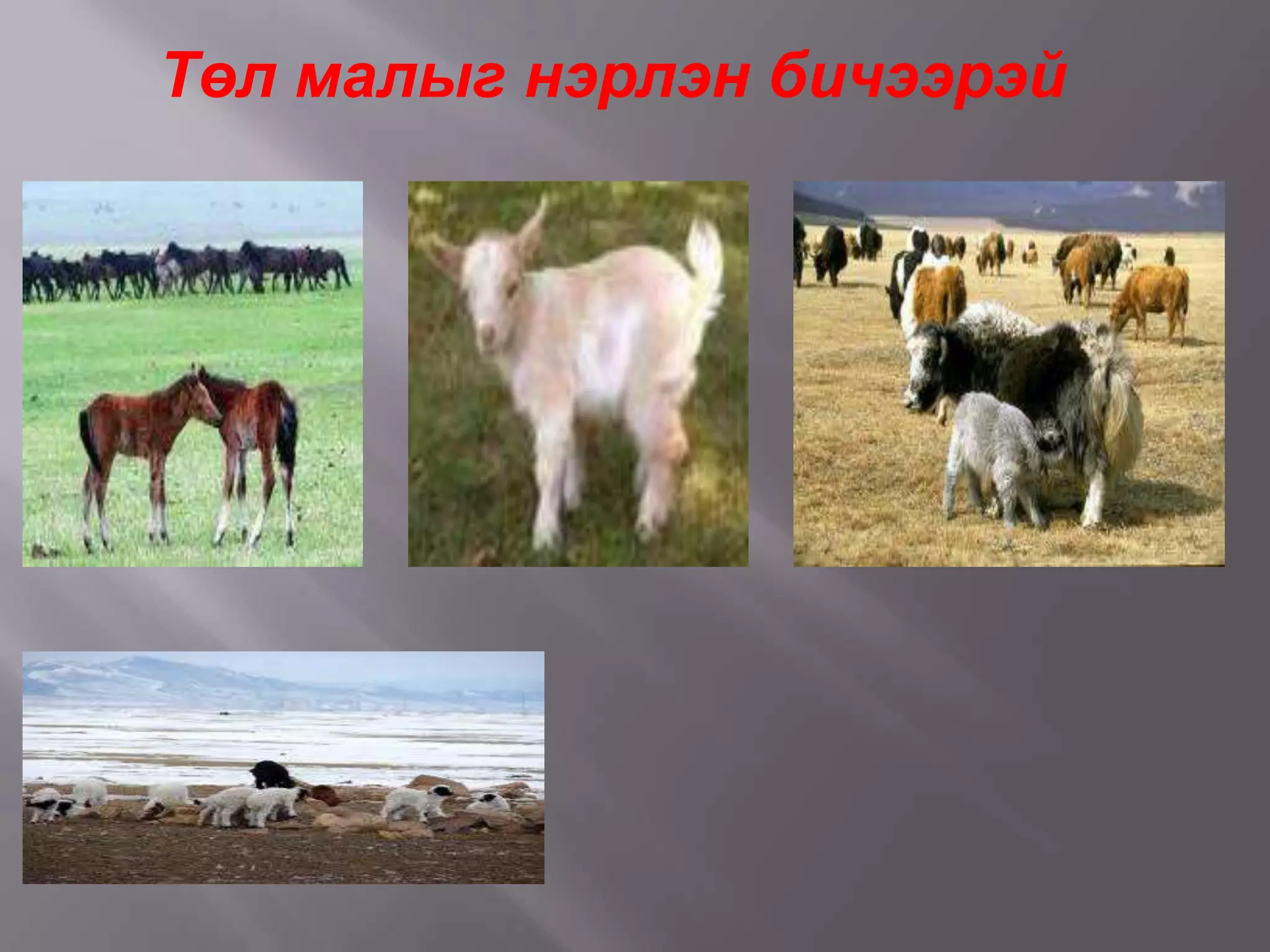 Mongol hel | PPT