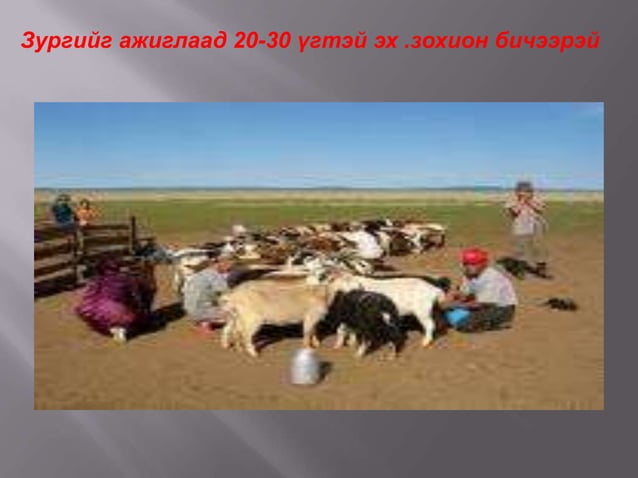 Mongol hel | PPT