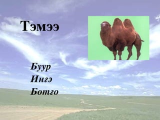 Mongol hel 3 angi tsahim hicheel | ODP