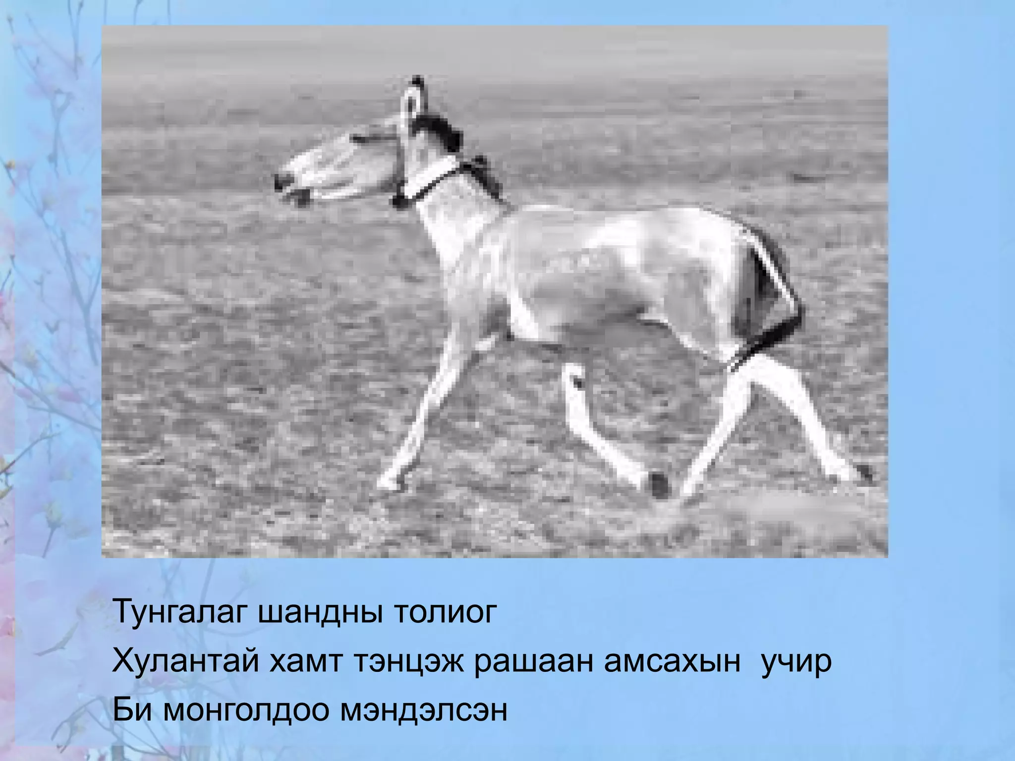 Mongol hel | ODP