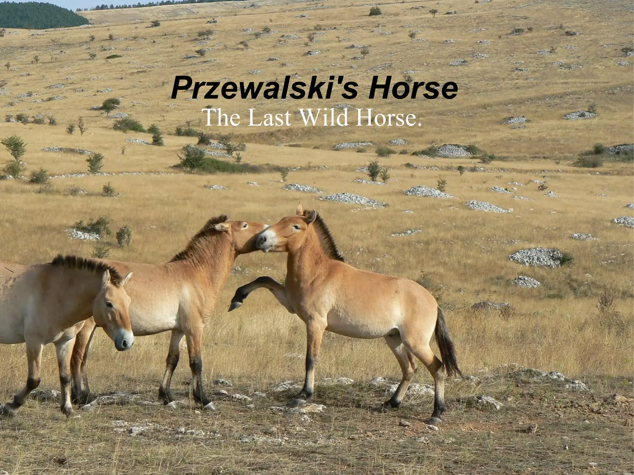 Mongolia presentation | ODP