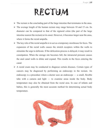 digestive system | PDF | Digestive Disorders | Diseases and Conditions