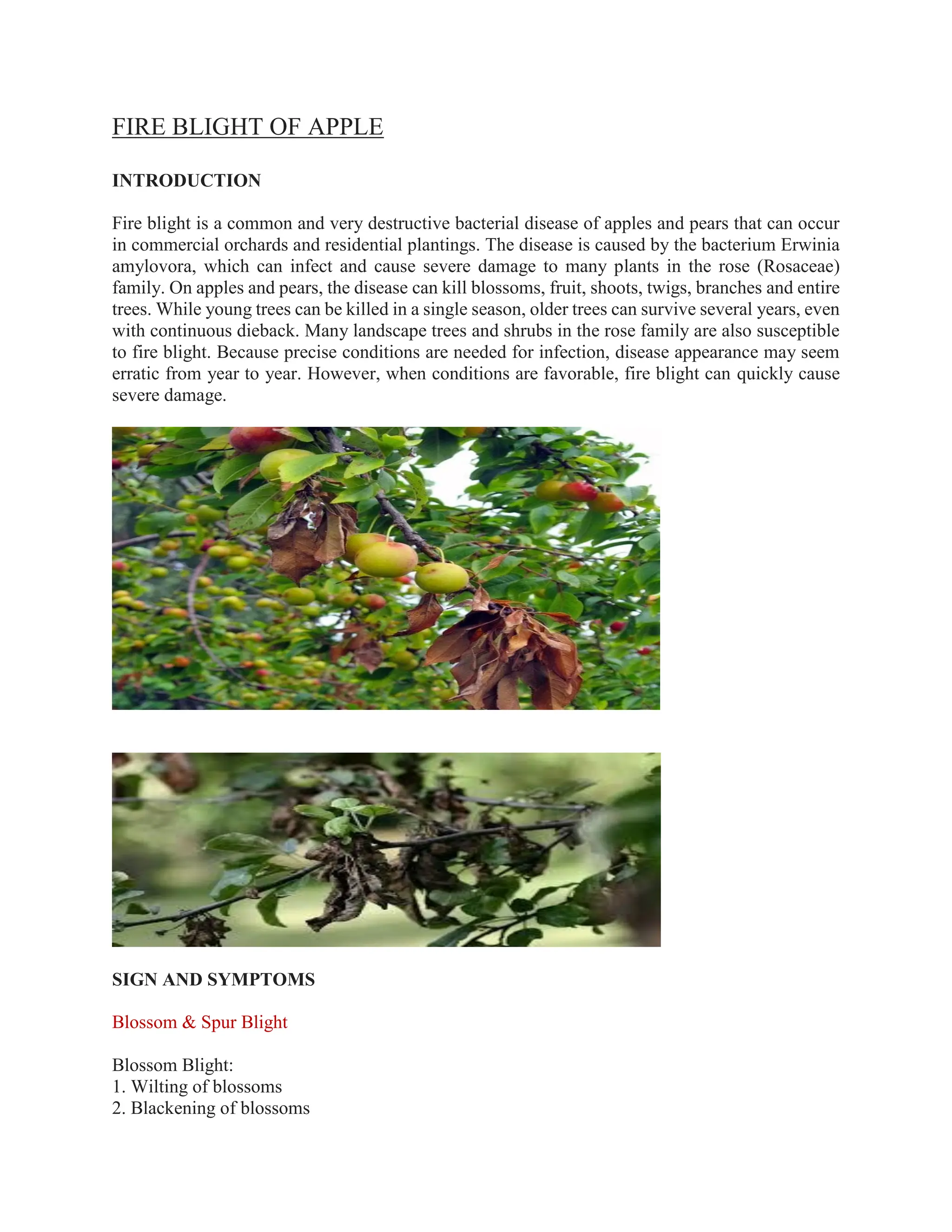 Fire blight of apple; one of the viral plant bacterial disease | PDF