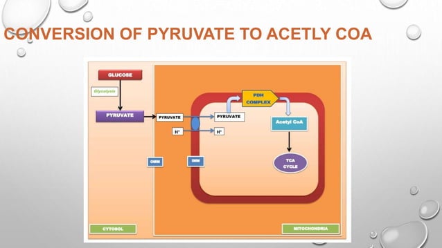 Pyruvate Dehydrogenase complex and its significance | PPTX | Chemistry | Science