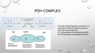 Pyruvate Dehydrogenase complex and its significance | PPTX