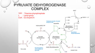 Pyruvate Dehydrogenase complex and its significance | PPTX