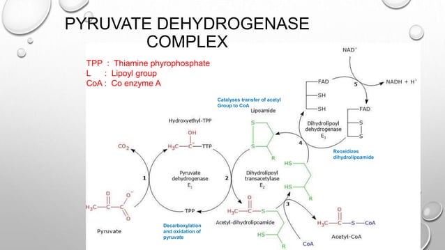 Pyruvate Dehydrogenase complex and its significance | PPTX | Chemistry | Science