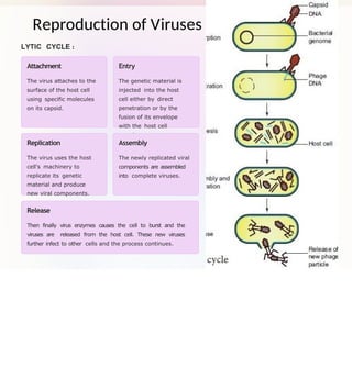 Virus | PPTX