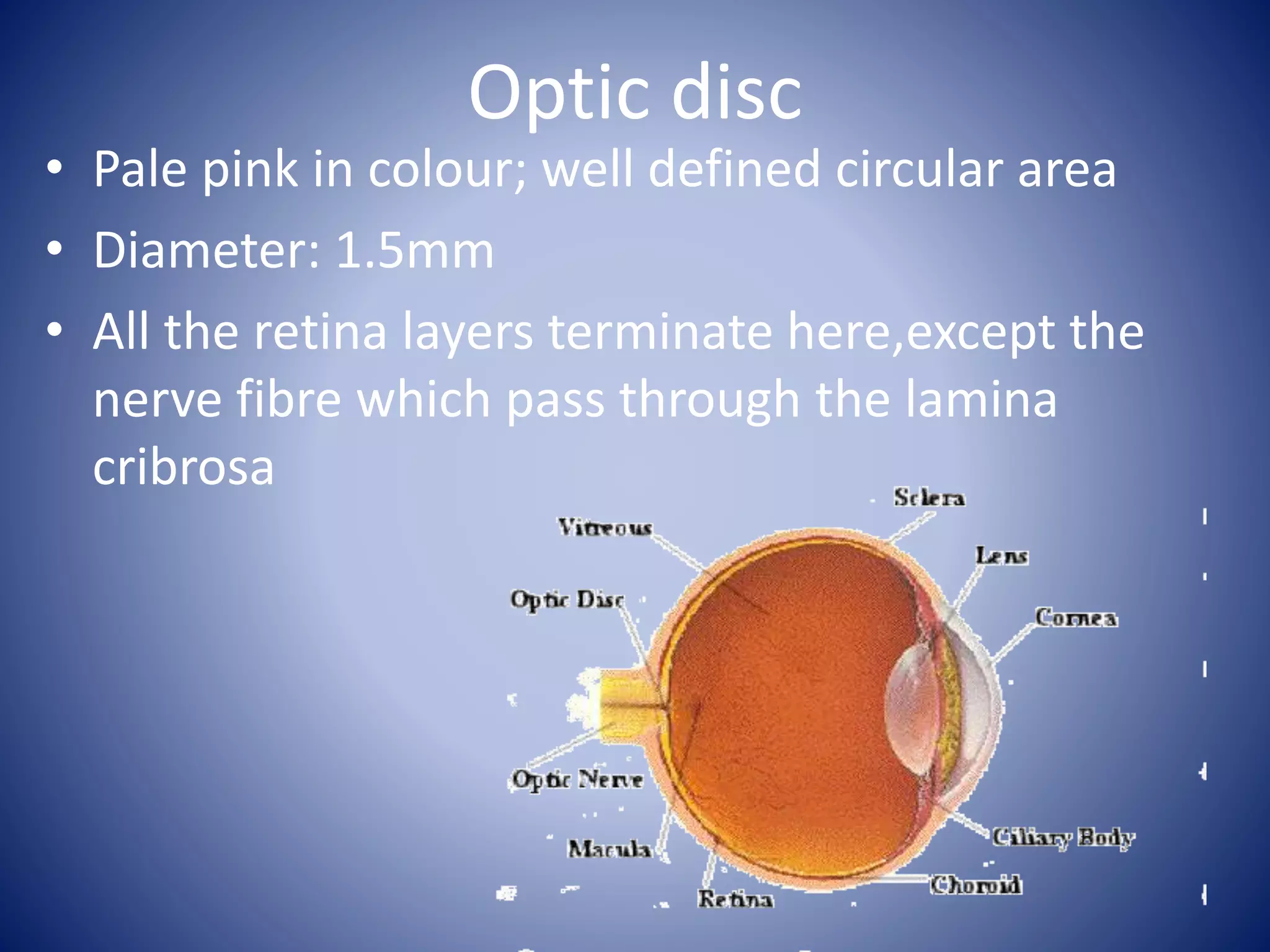 RETINA - anatomy & physiology | PPTX