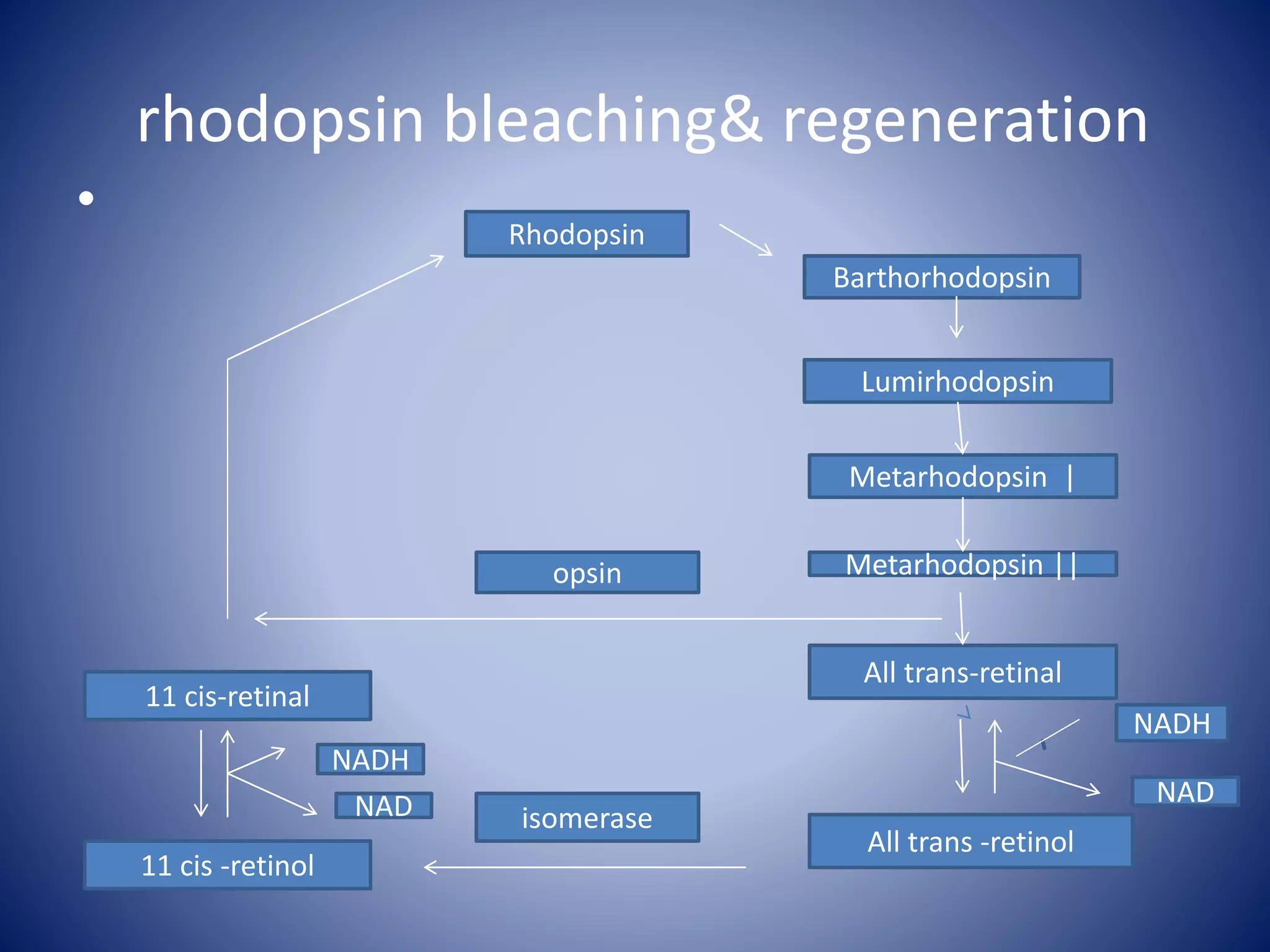 RETINA - anatomy & physiology | PPTX