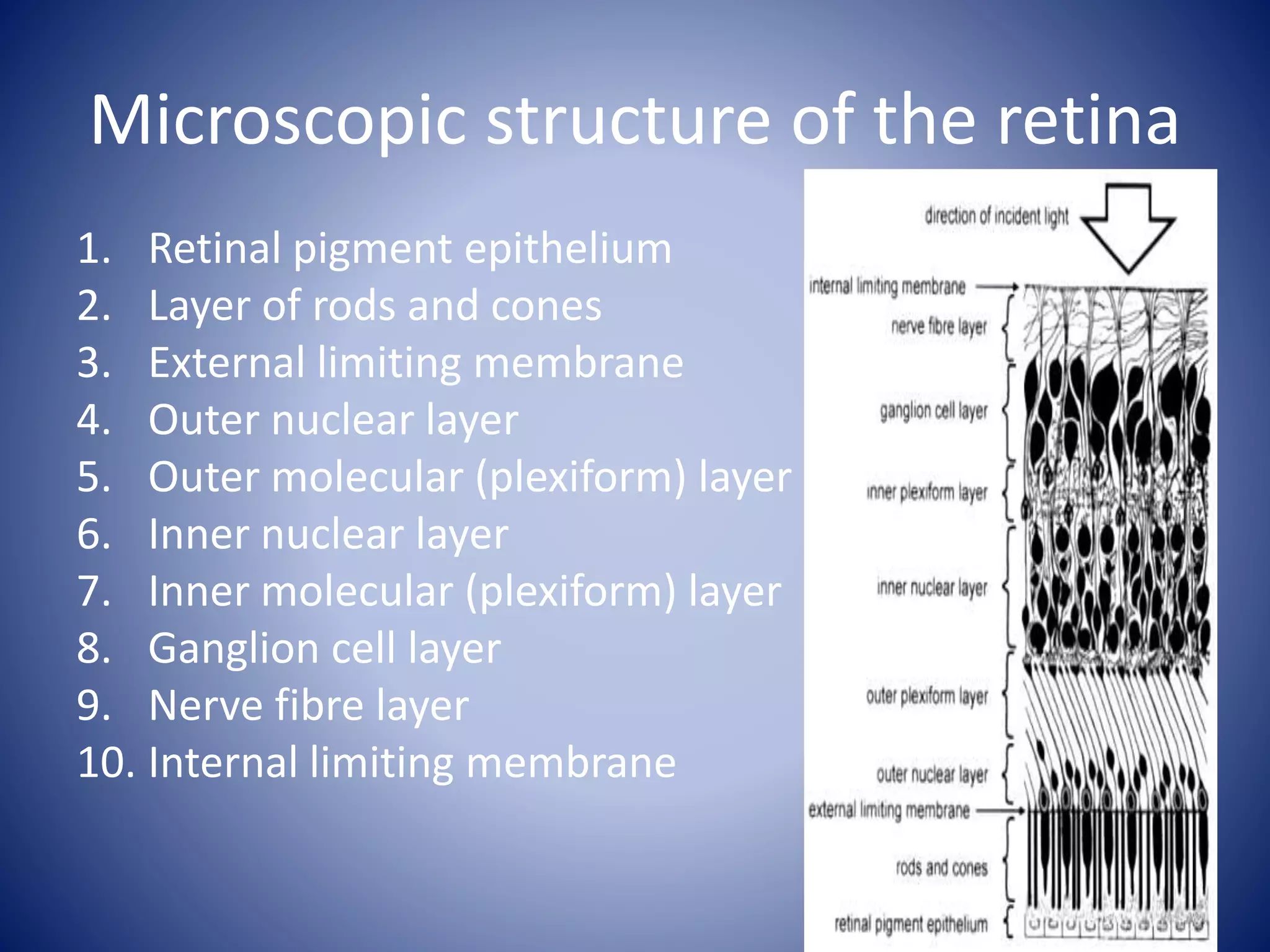 RETINA - anatomy & physiology | PPTX