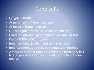 RETINA - anatomy & physiology | PPTX