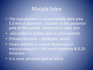 RETINA - anatomy & physiology | PPTX