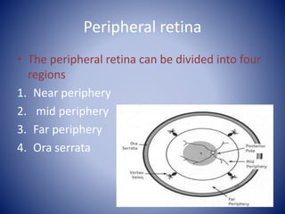 RETINA - anatomy & physiology | PPTX