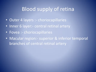 Retina Slide