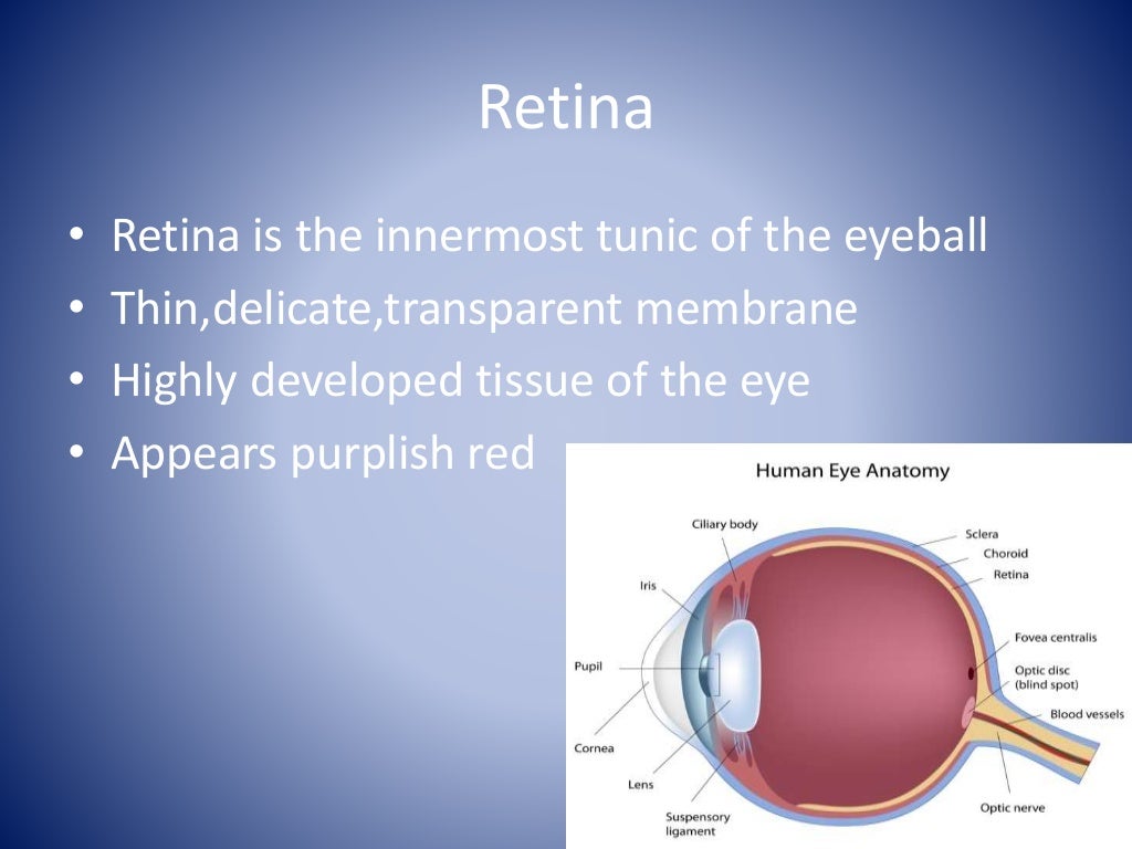RETINA - anatomy & physiology