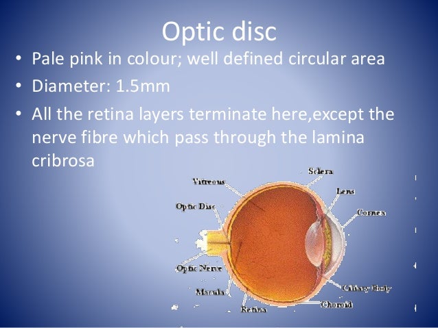 RETINA - anatomy & physiology