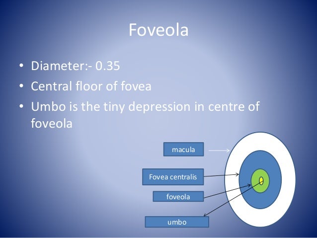 RETINA - anatomy & physiology