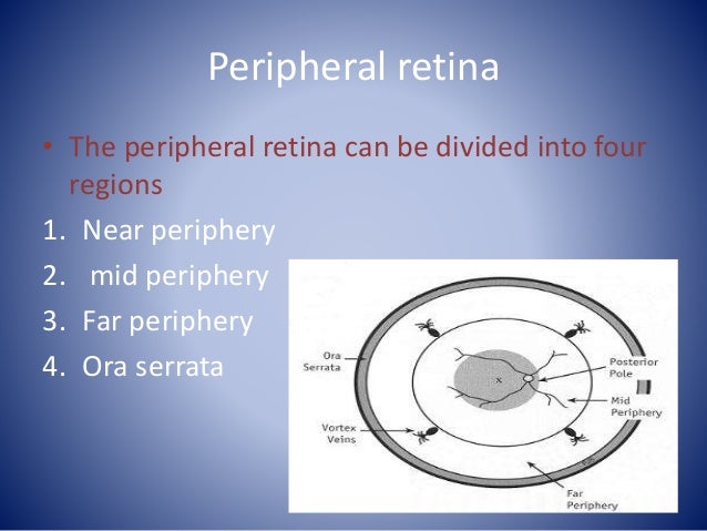 RETINA - anatomy & physiology