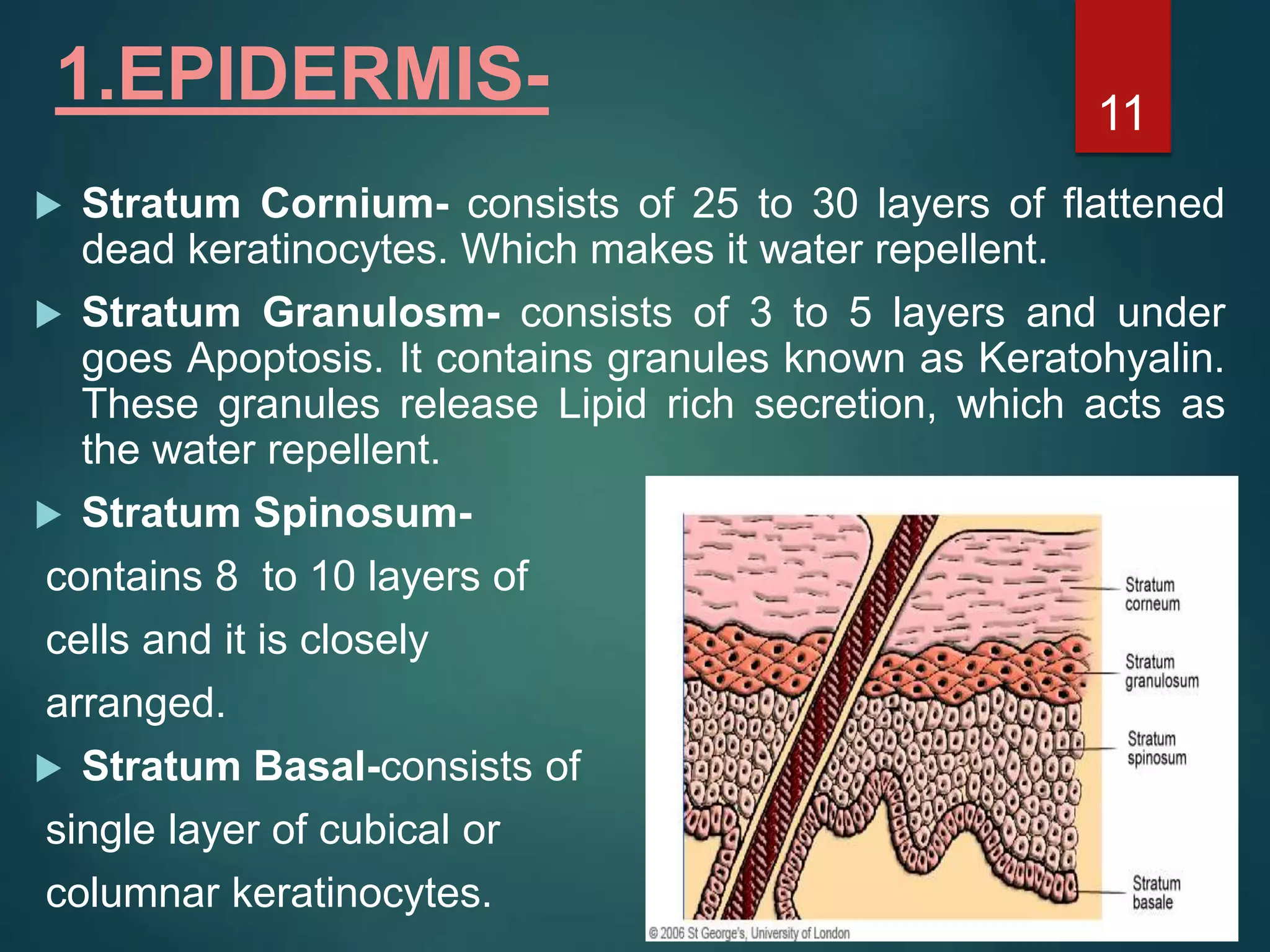 Transdermal drug delivery system | PPTX