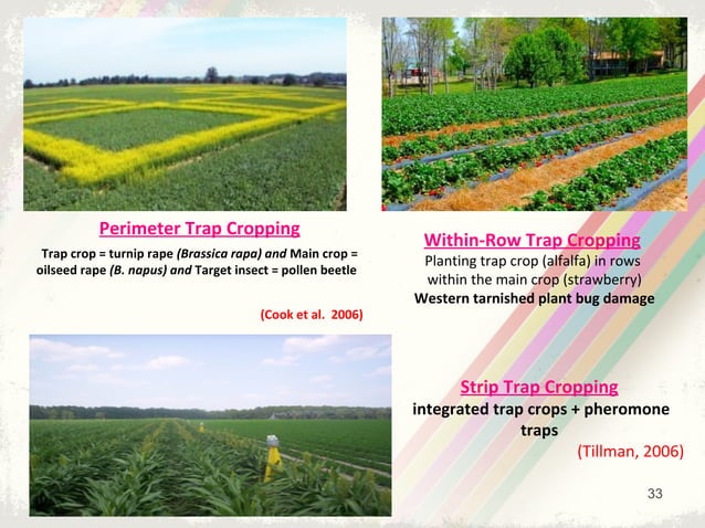 Insect-pest management in Organic Agriculture - Options and Challenges ...