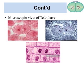 Presentation on cell division - Akib Sumon | PPTX