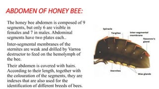 Monish 62 AEN ppt.pptx