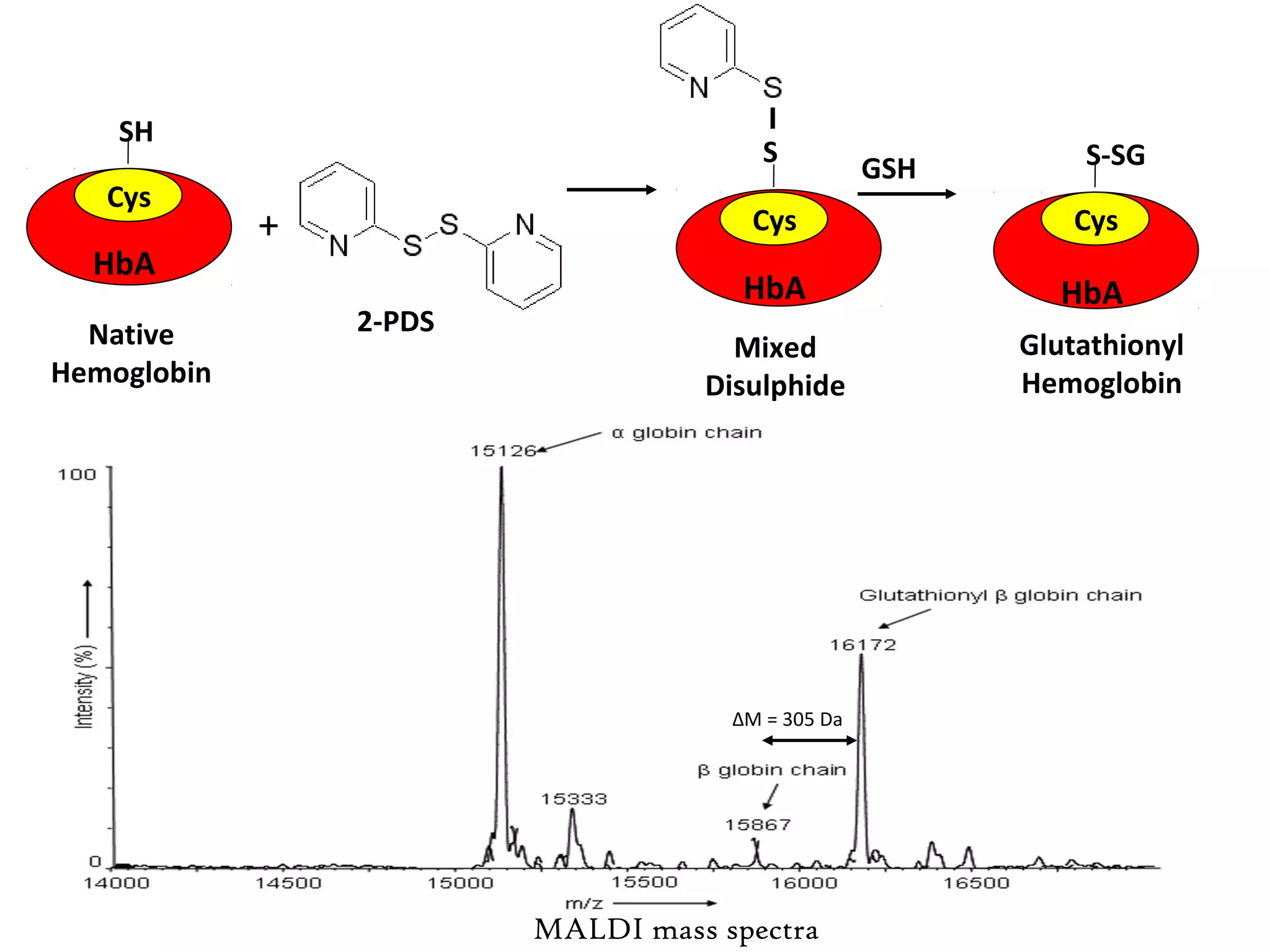 Structural proteomics of glutathionylation and glycation of erythrocyte ...